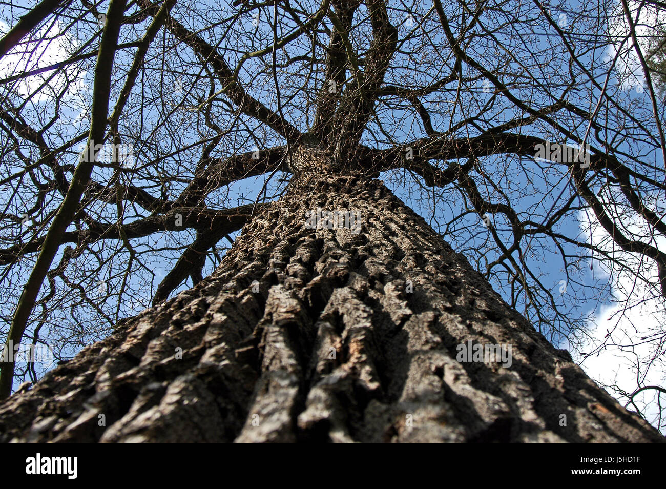 blue big large enormous extreme powerful imposing immense relevant tree ...