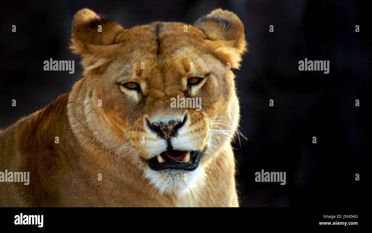 Incensed hi-res stock photography and images - Alamy