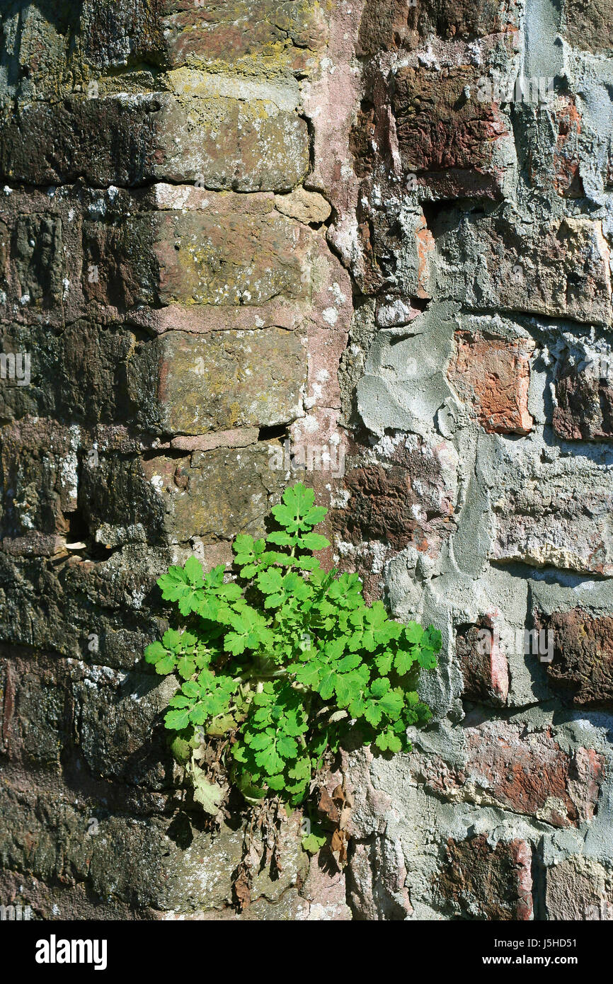 Life ruins hi-res stock photography and images - Alamy