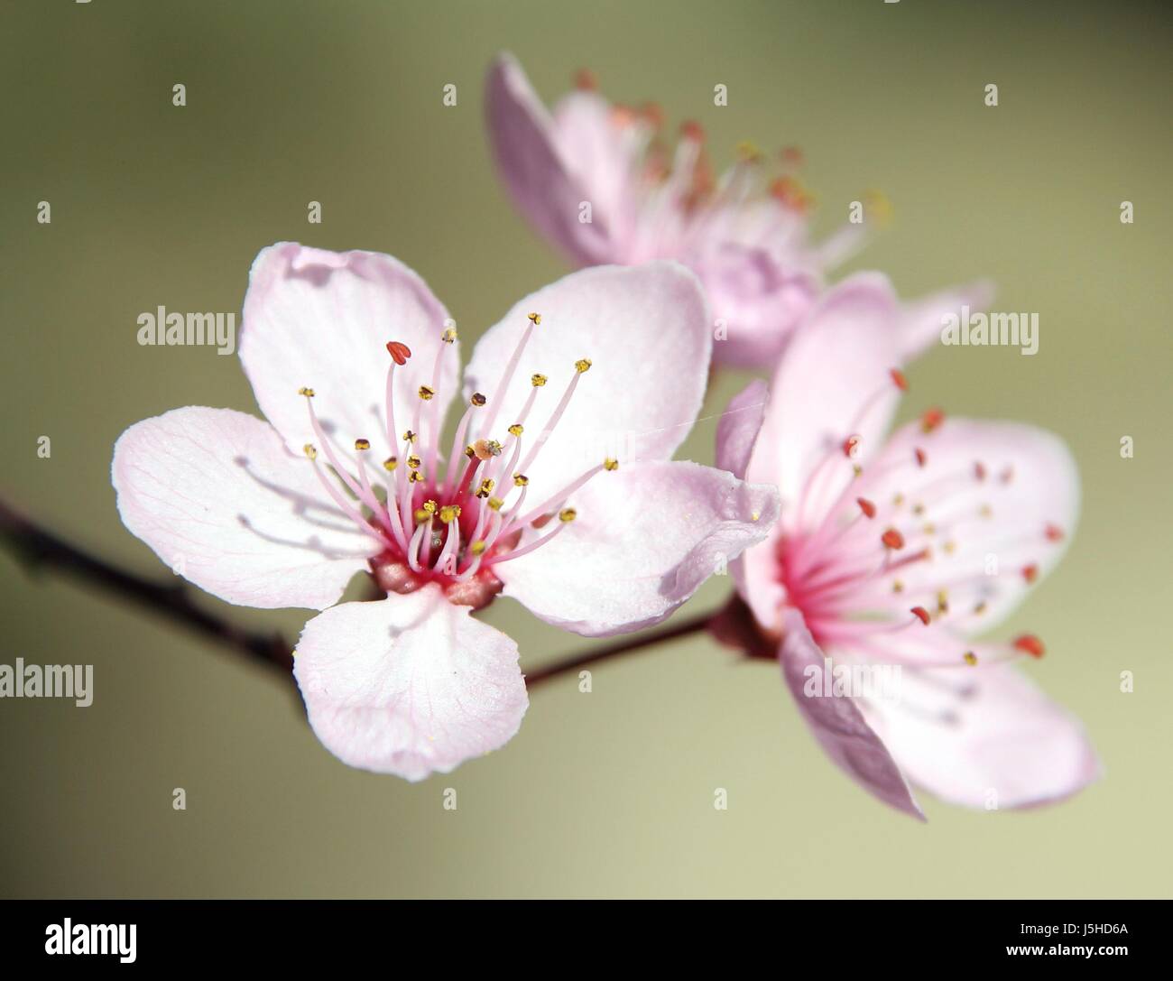 Japanische sakura hi-res stock photography and images - Alamy