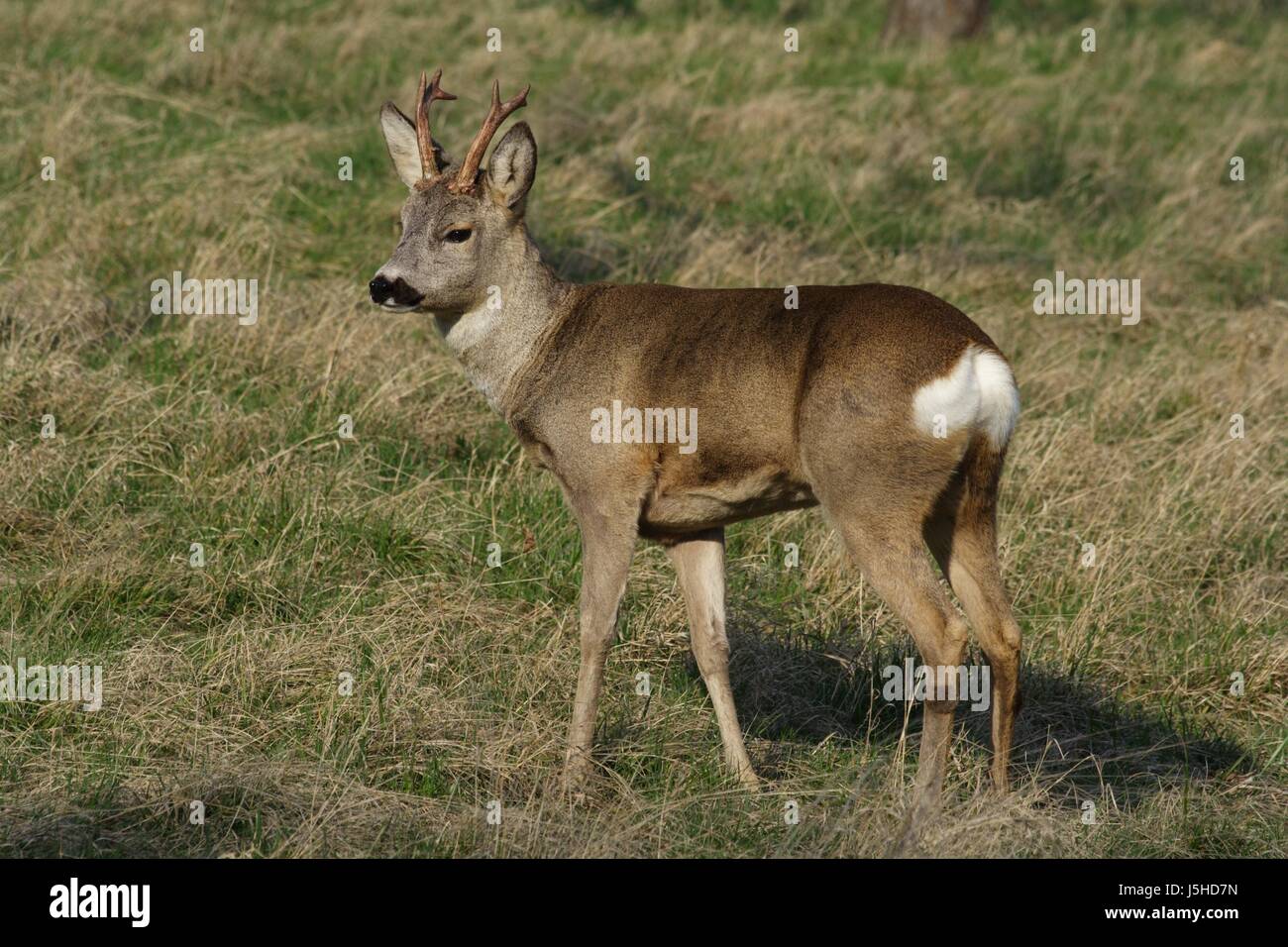 listen buck summer summerly spring roebuck listening attentively meadow ...