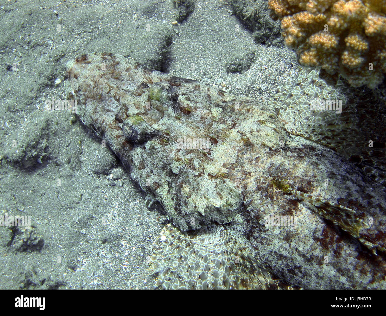 animal fish underwater egypt wildlife dive camouflage pisces sea animal ...