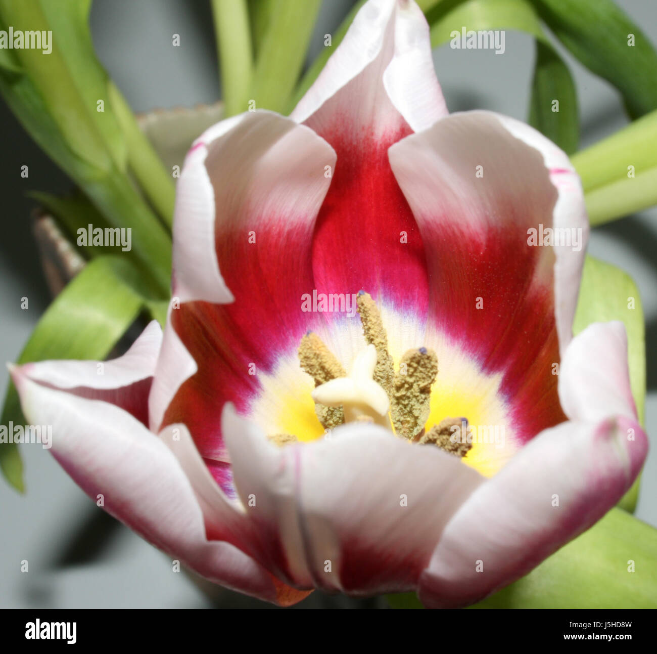 environment enviroment plant flower bloom blossom flourish flourishing ...