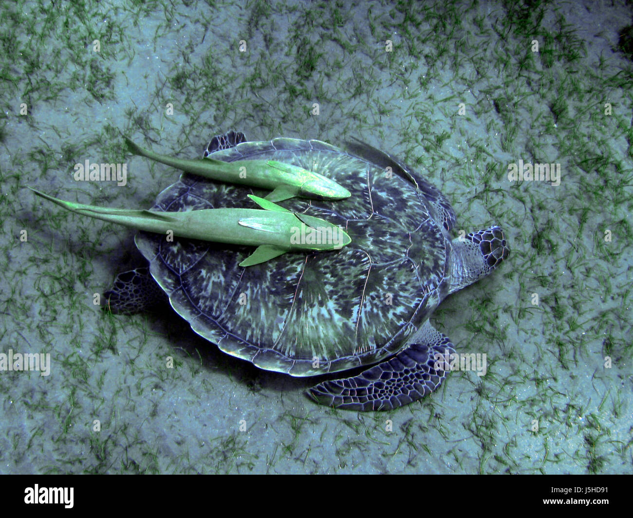 Rare spine hi-res stock photography and images - Alamy