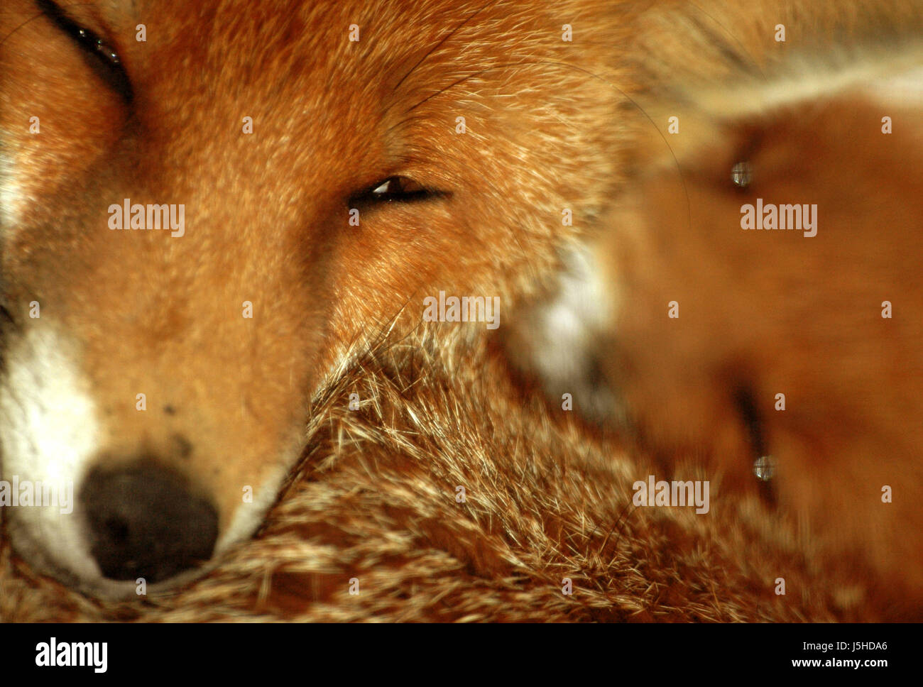 the foxes say good night Stock Photo - Alamy