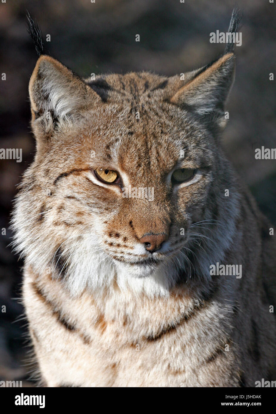 big cat feline predator skin purr predator one cat lynx paintbrush ...