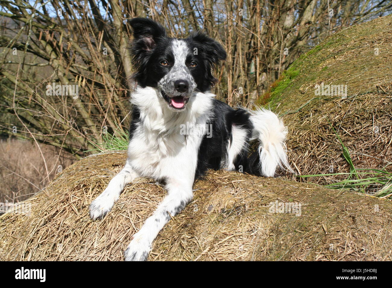 animal pet animals dog dogs pedigree dog border collie collie htehund ...