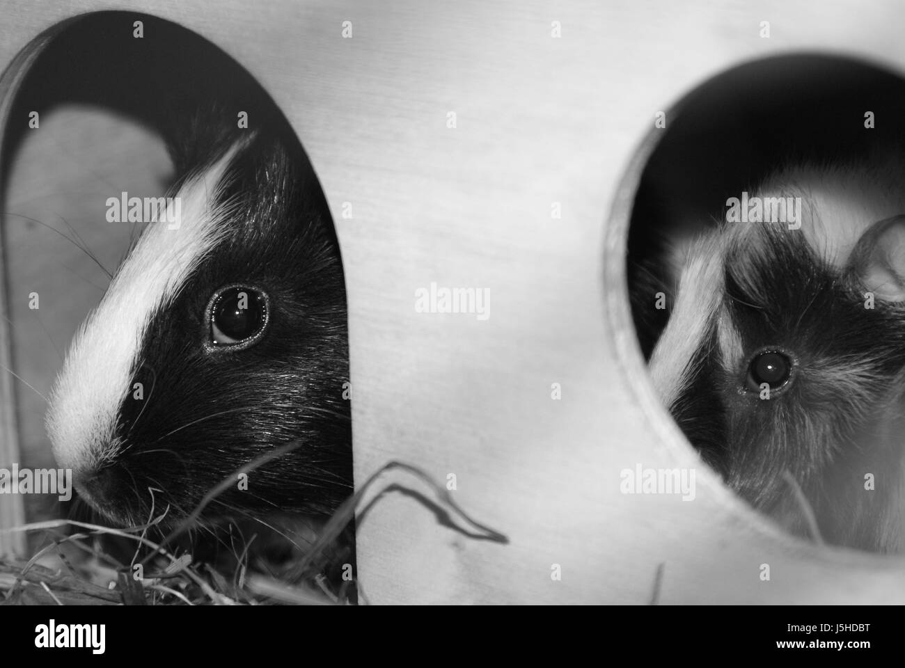 pet pets bw twins straw cage cute young younger lodge hut ...