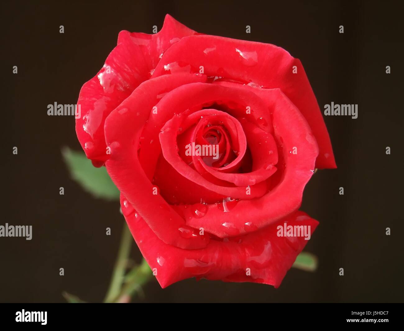flower rose plant wet ruddiness love in love fell in love water drop ...