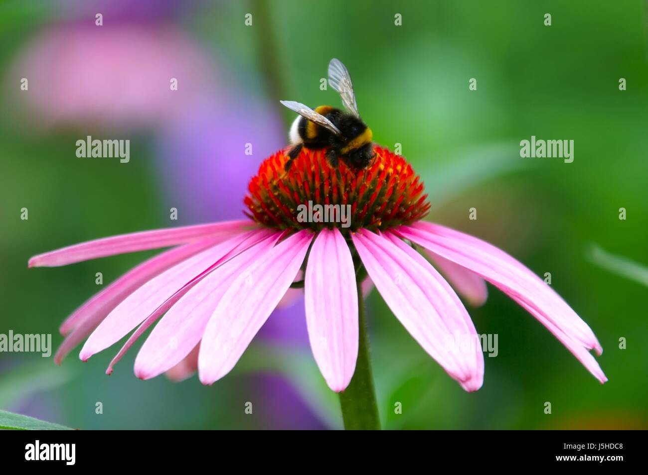 flower plant bumblebee bloom blossom flourish flourishing summer ...