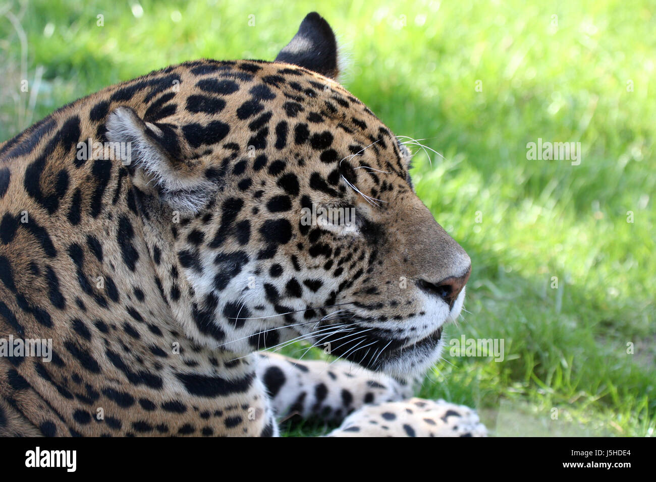 big cat,feline predator,purr,predator,jaguaro,spotted,cat,leopard ...