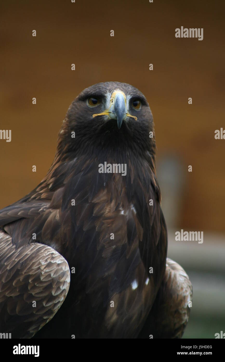 bird brown brownish brunette watchful birds raptor look glancing see ...