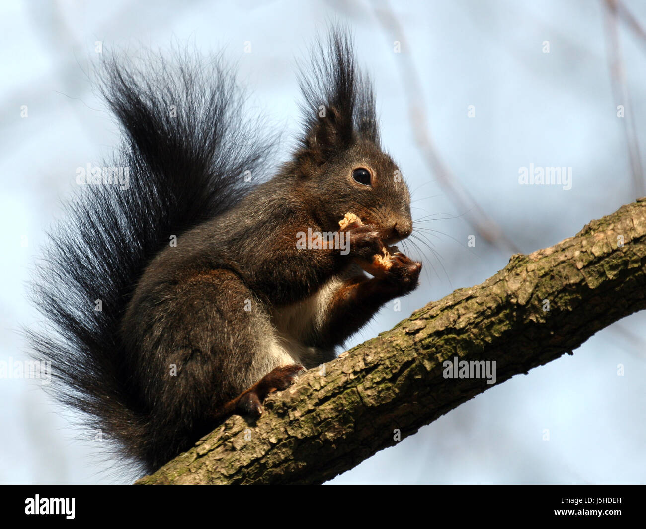 Scut hi-res stock photography and images - Alamy