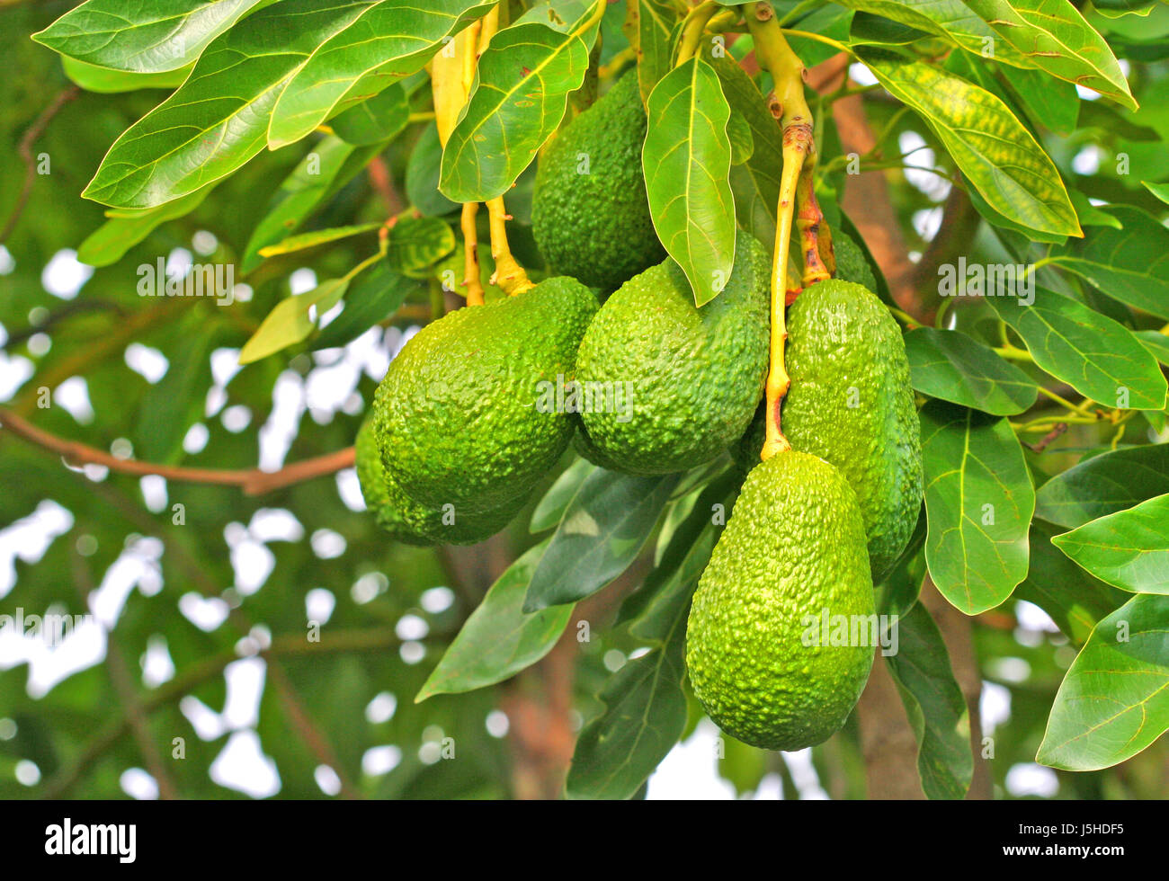 Avocadobaum hi-res stock photography and images - Alamy