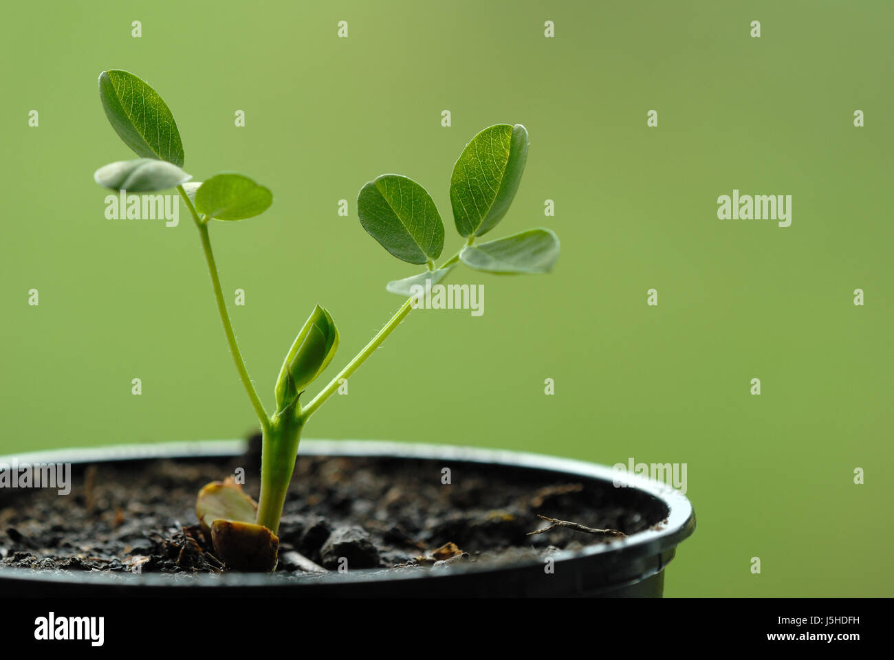 Peanut seedling hi-res stock photography and images - Alamy