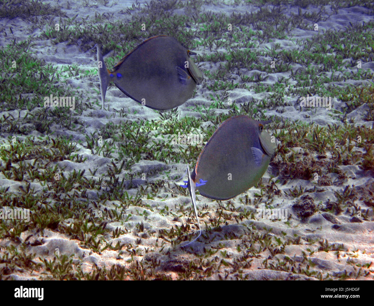 doctor fish underwater egypt dive fins pisces atoll snorkel reef ...
