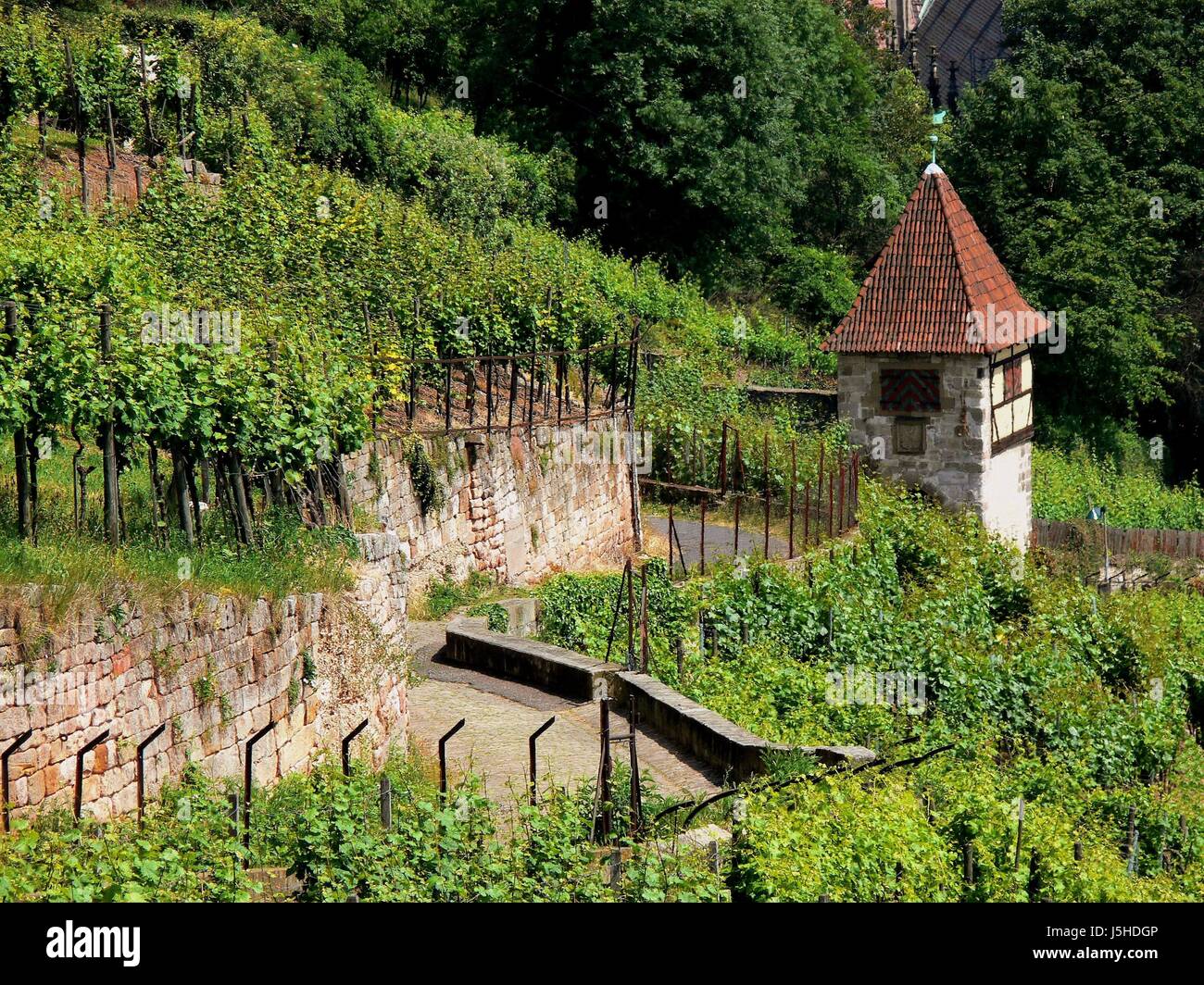 tower cultivation of wine vineyard stonewall vine grape vine grape-vine ...