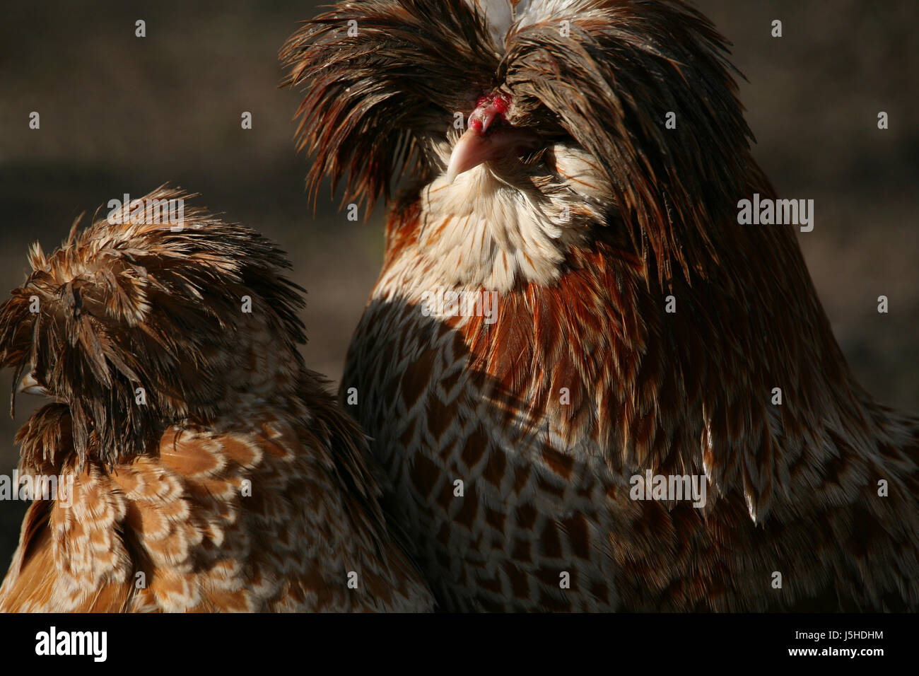 bird wild birds feathers feathering poultry male cap chicken female ...