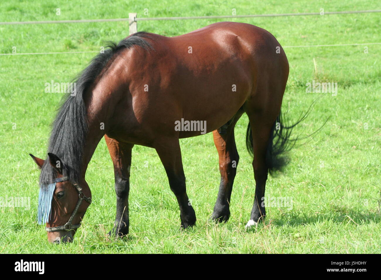 ride horse brown brownish brunette horses riding rider equestrian graze ...