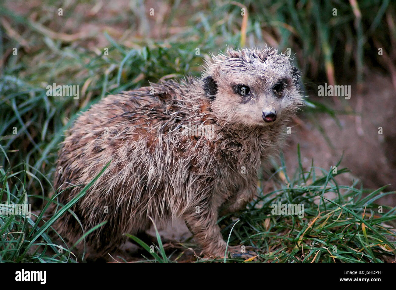 mammal curious nosey nosy playful rodent small tiny little short cute ...