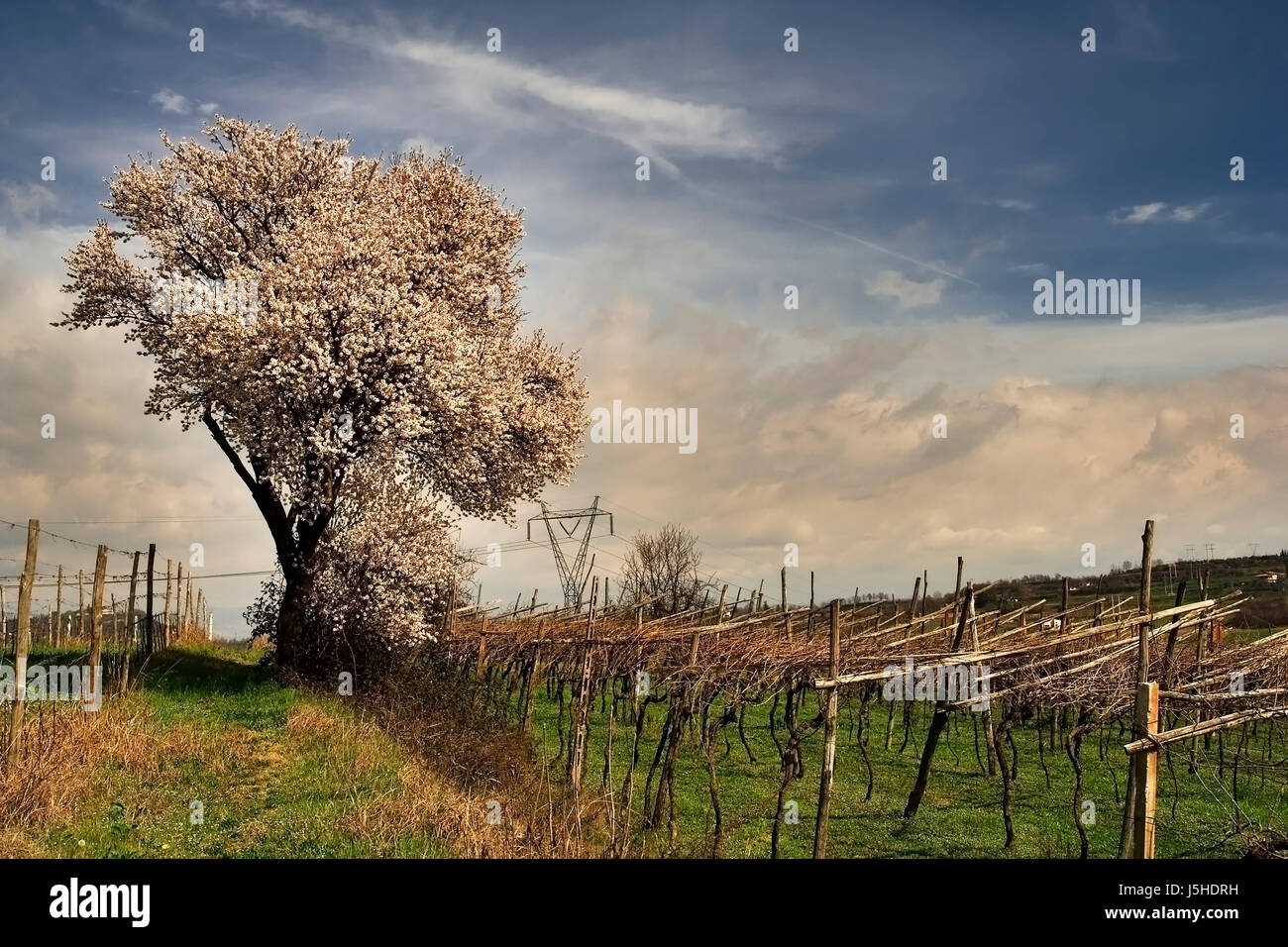 blue tree green wood bloom blossom flourish flourishing agriculture ...