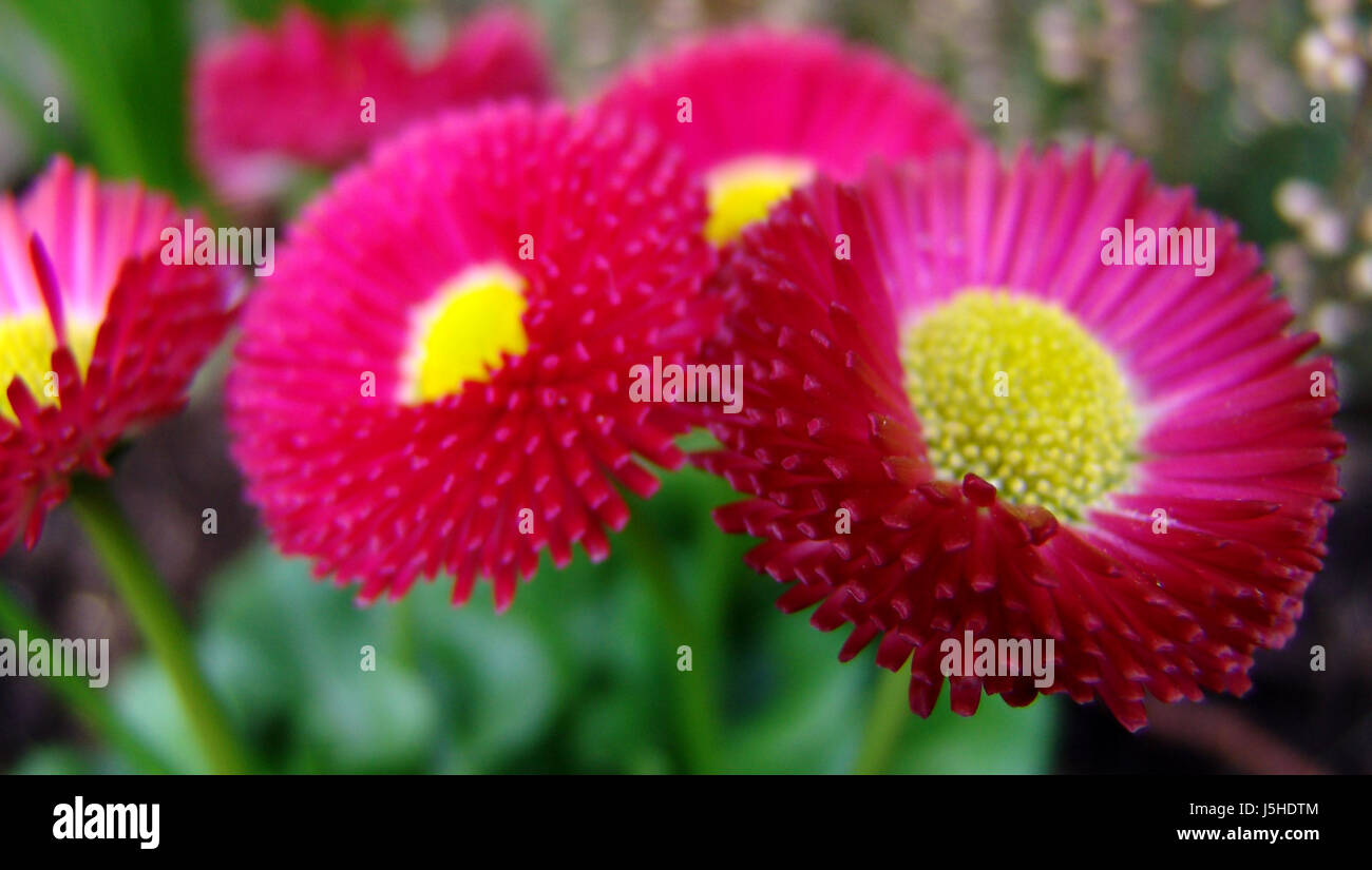 Liebchen hi-res stock photography and images - Alamy