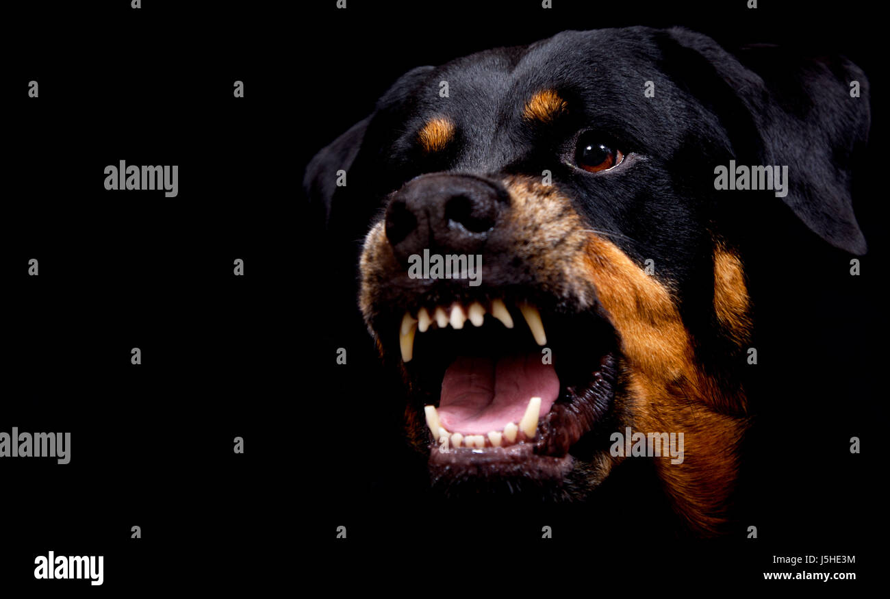 teeth eyes skin dog drawing photo picture image copy deduction muzzle ...