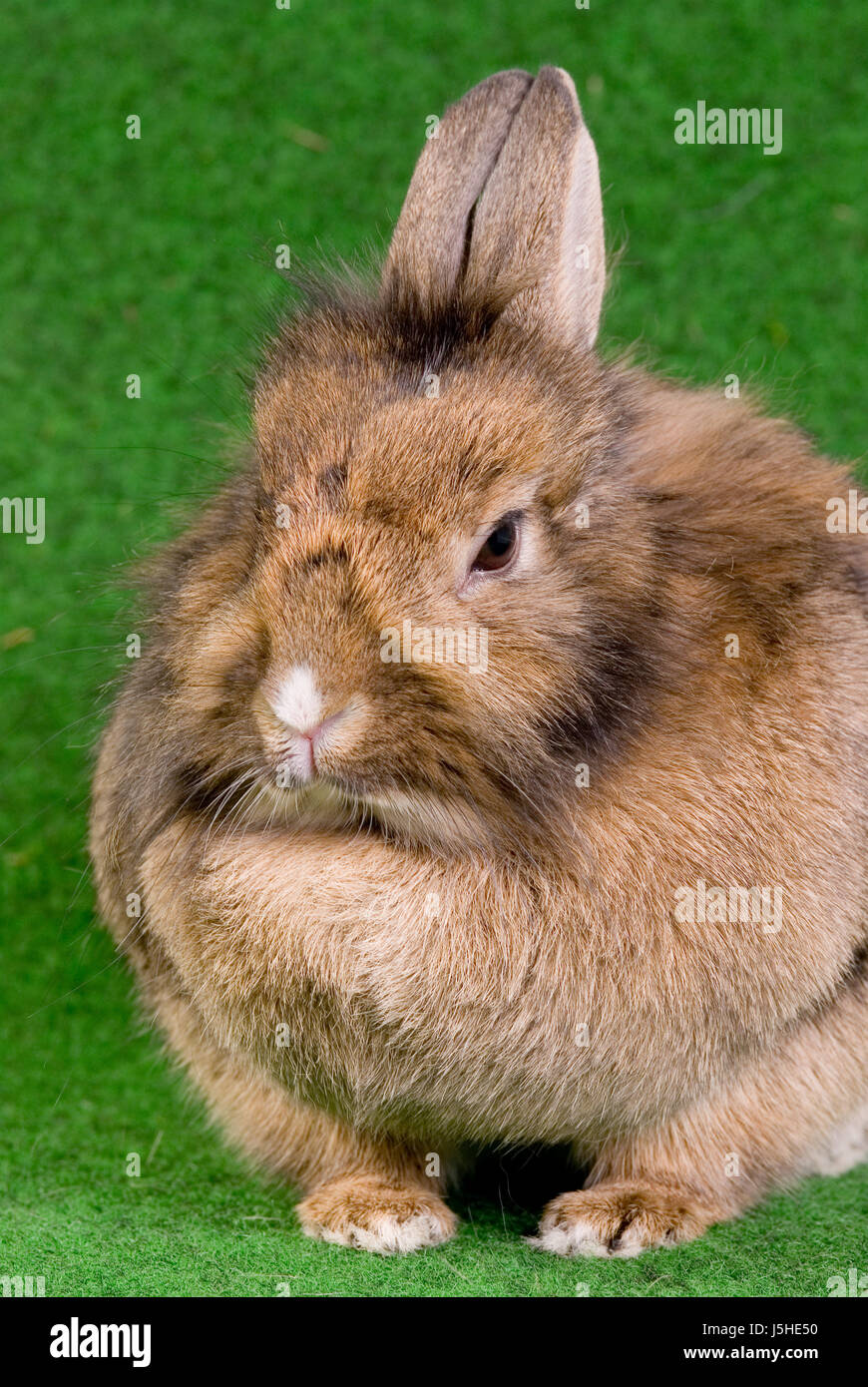 animal pet mammal brown brownish brunette hairs studio hare lightning ...