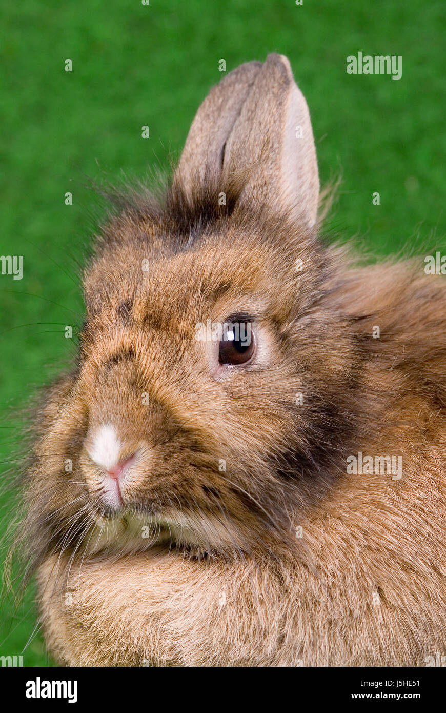 animal pet mammal brown brownish brunette hairs studio hare lightning ...