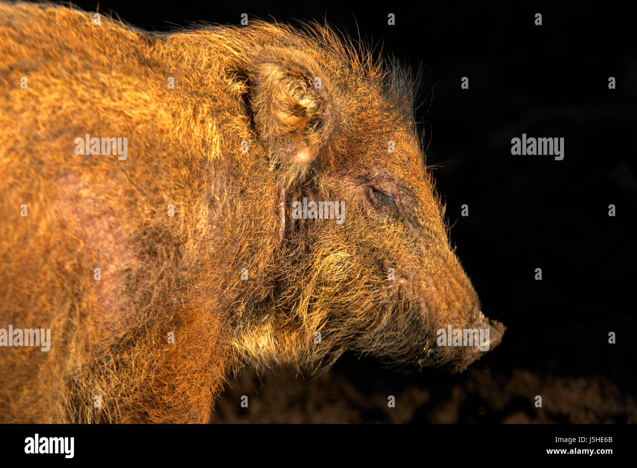 portrait suns eyes skin tired wild boar pig young animal young of a ...