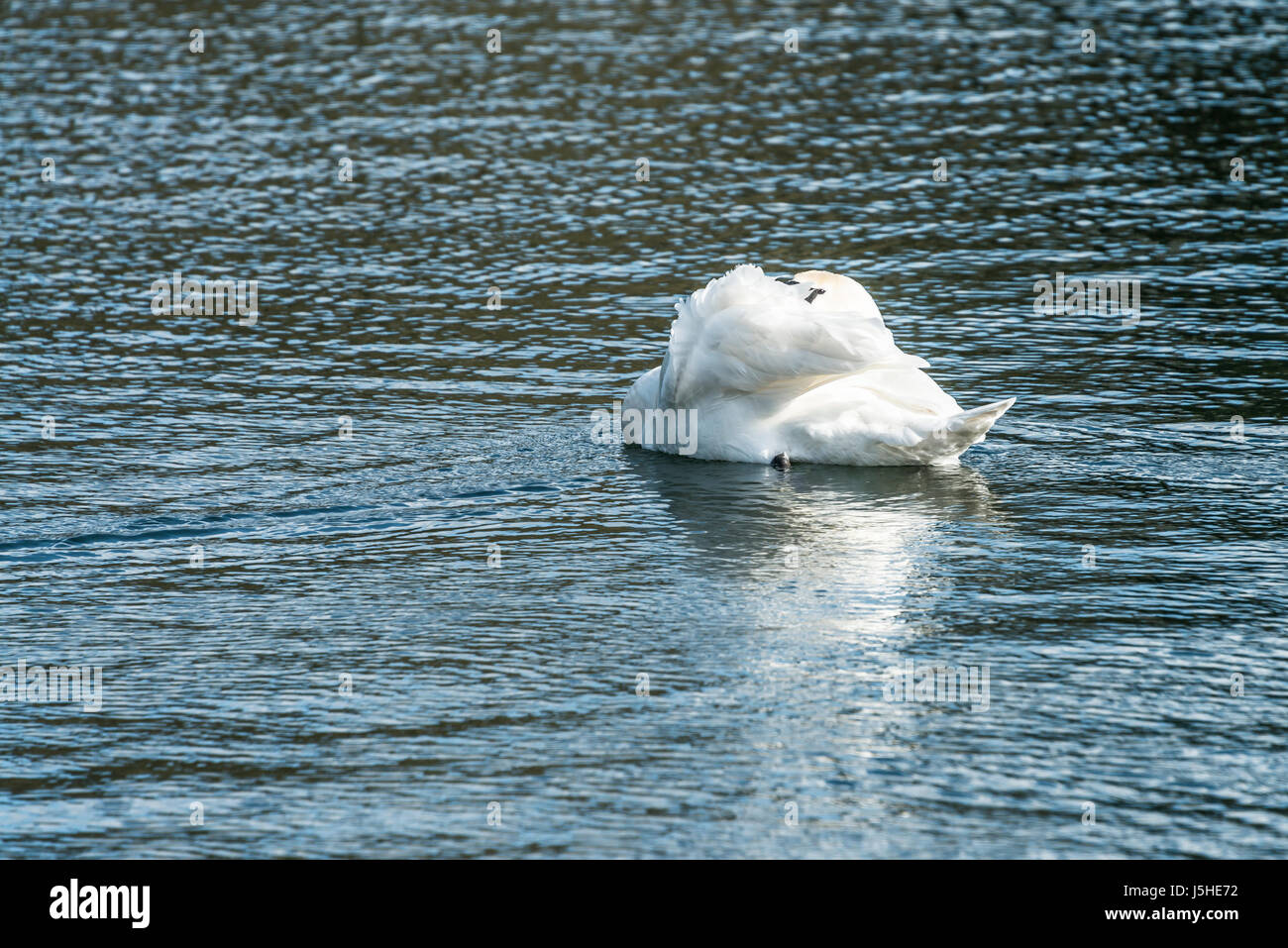 Bird with tucked in wings hi-res stock photography and images - Alamy