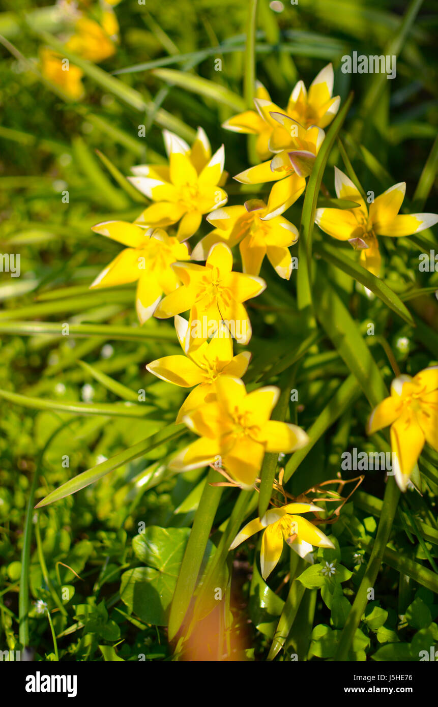 Many wild yellow small tulips growing in ukrainian park in ...