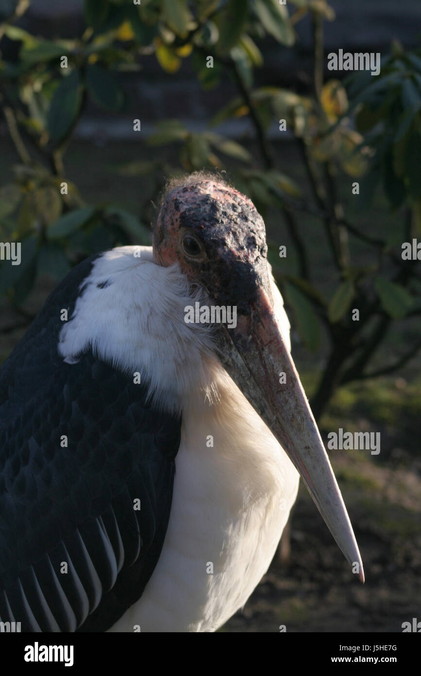 bird birds feathers beak scavenger exotic feathering striking beaks marabou Stock Photo - Alamy