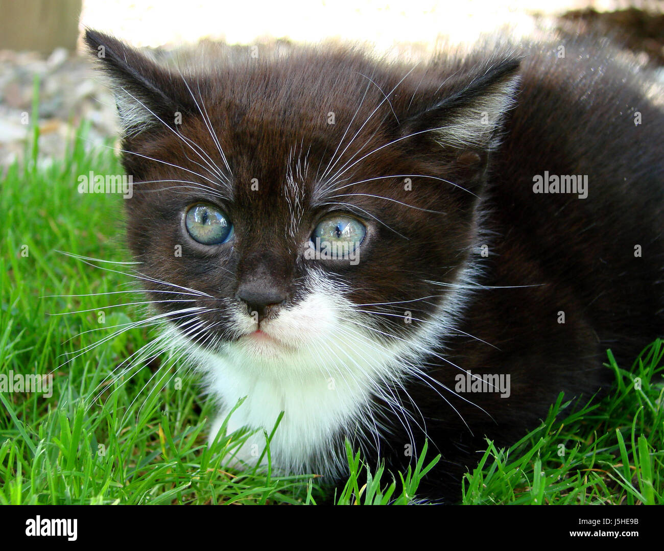 blue black swarthy jetblack deep black eyes blank european caucasian ...