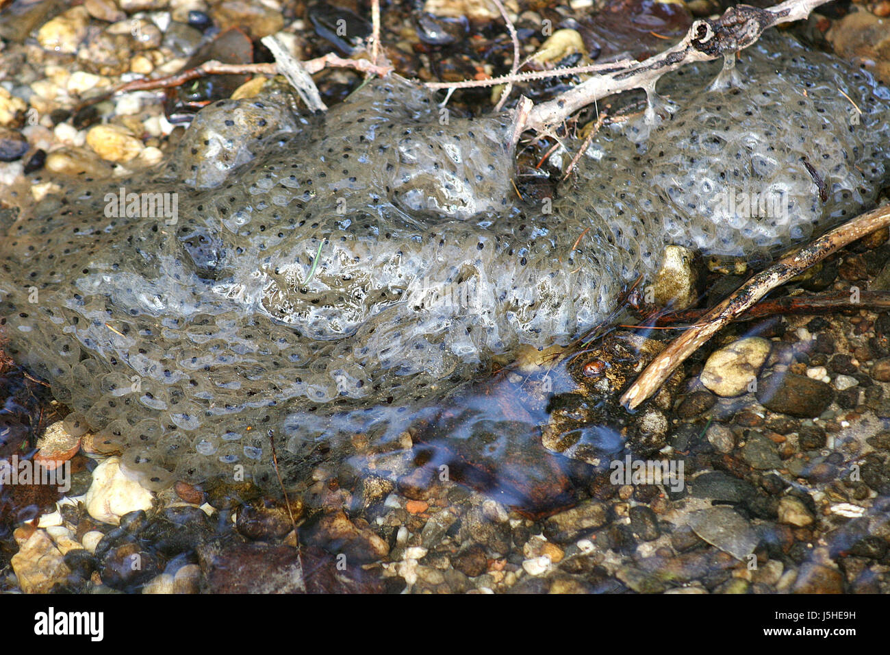 waters amphibian stream spring amphibians frog fresh water pond water ...