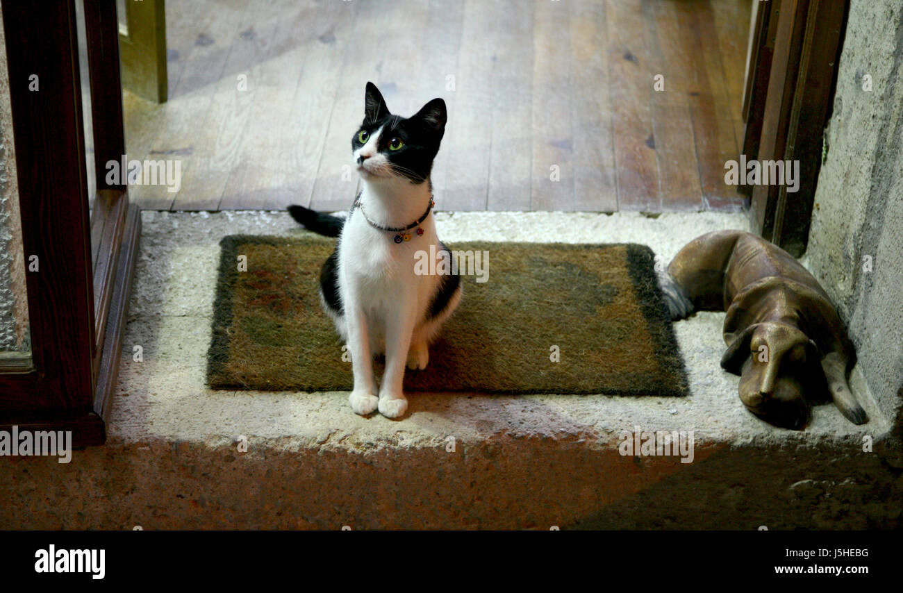 cat with chain Stock Photo - Alamy