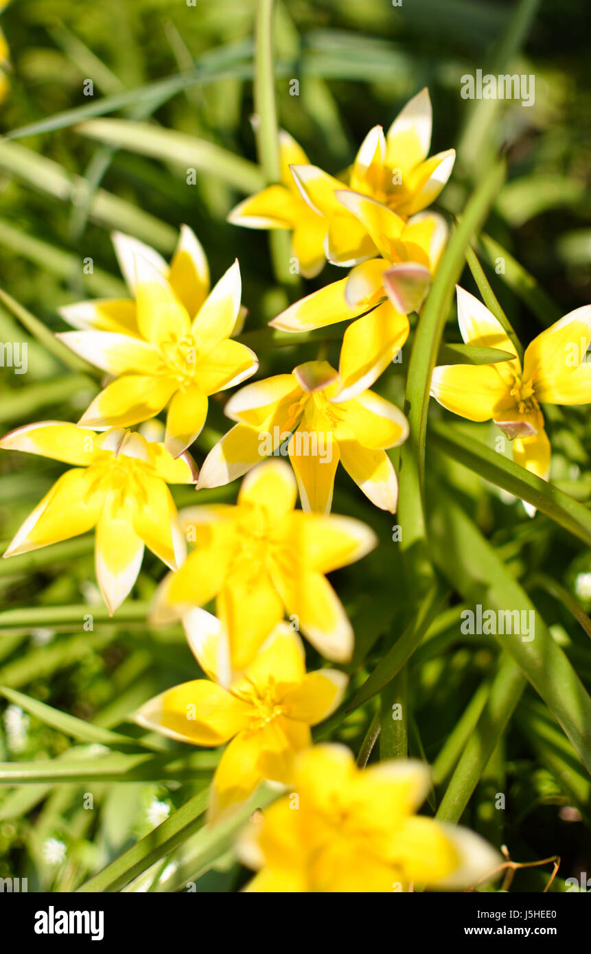 Many wild yellow small tulips growing in ukrainian park in ...