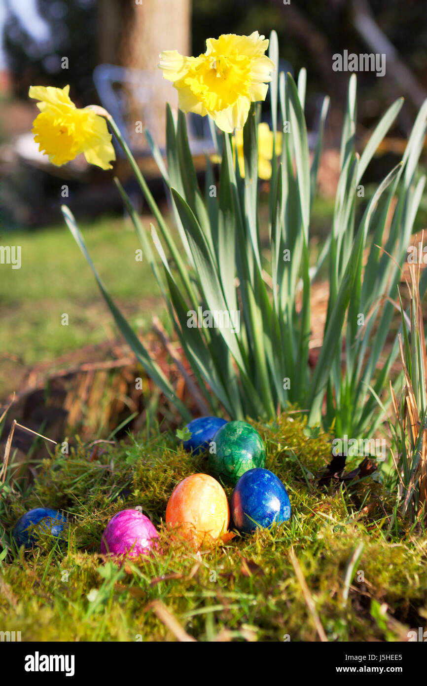 easter eggs and daffodil ii Stock Photo - Alamy