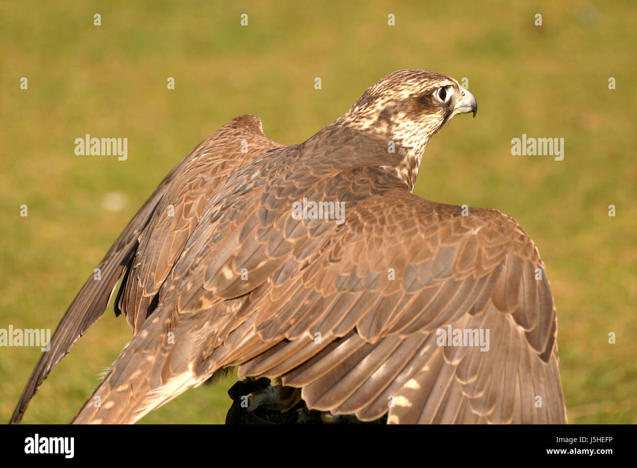 Saker hi-res stock photography and images - Alamy