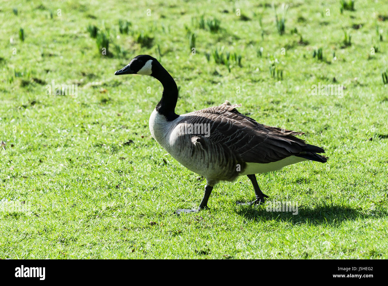 Goose Feet High Resolution Stock Photography and Images - Alamy