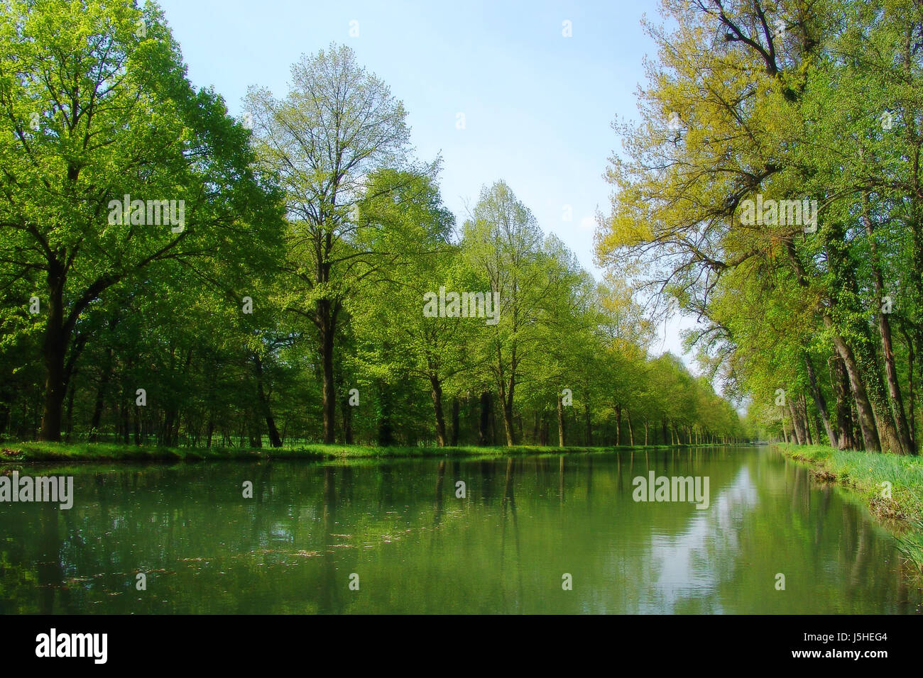 blue relaxation tree trees green leaves bushes radio silence quietness ...