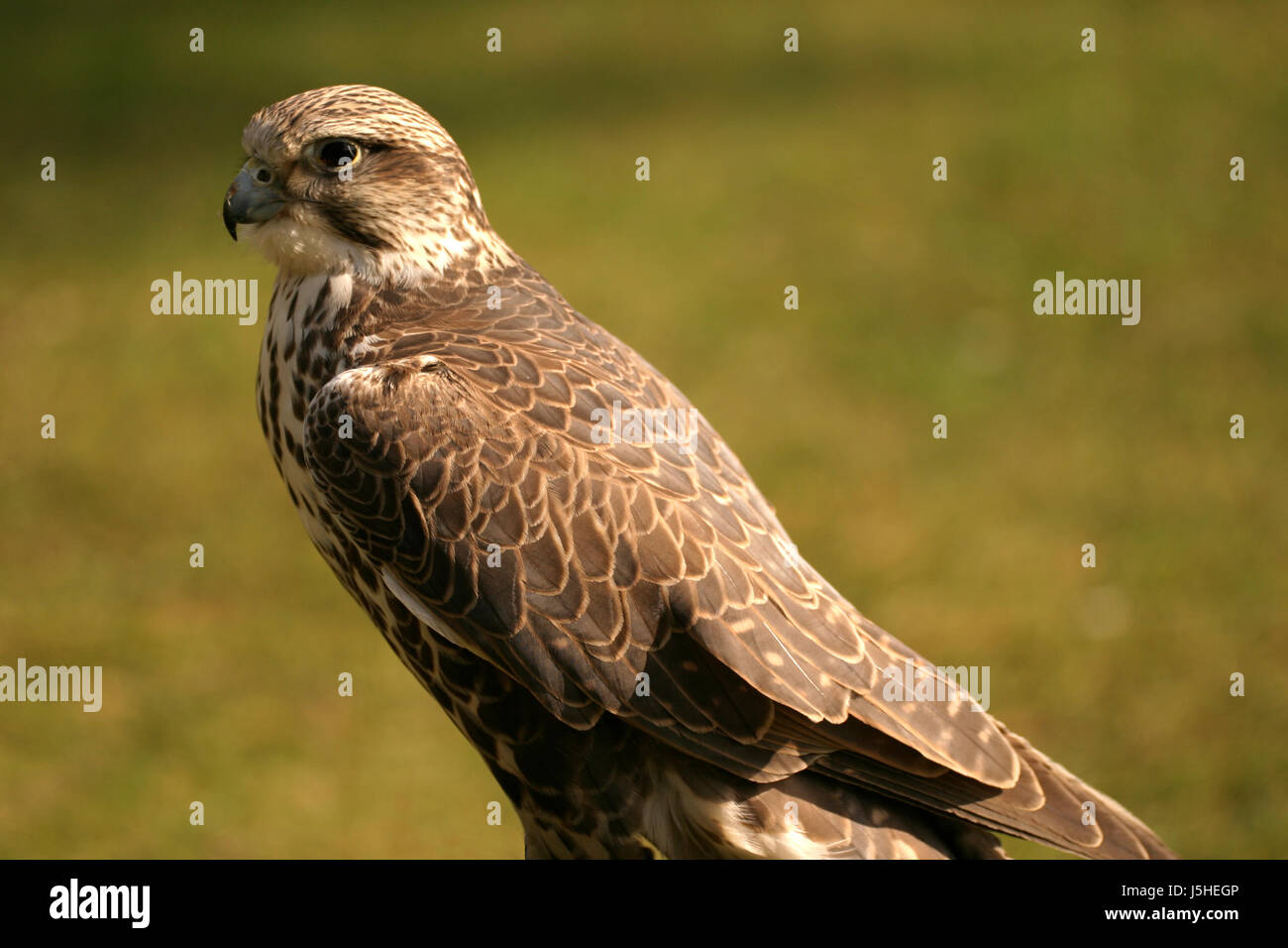 Saker hi-res stock photography and images - Alamy