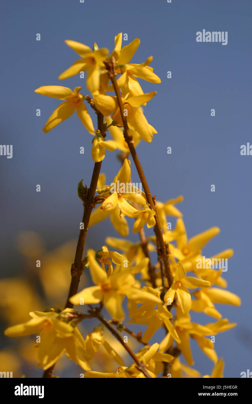 bloom blossom flourish flourishing flora blossoms easter spring shrub ...