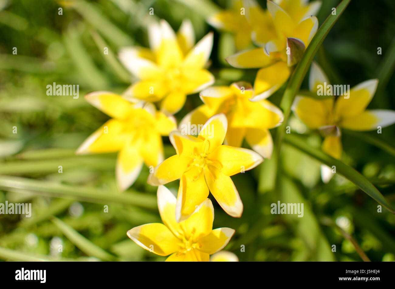 Many wild yellow small tulips growing in ukrainian park in ...