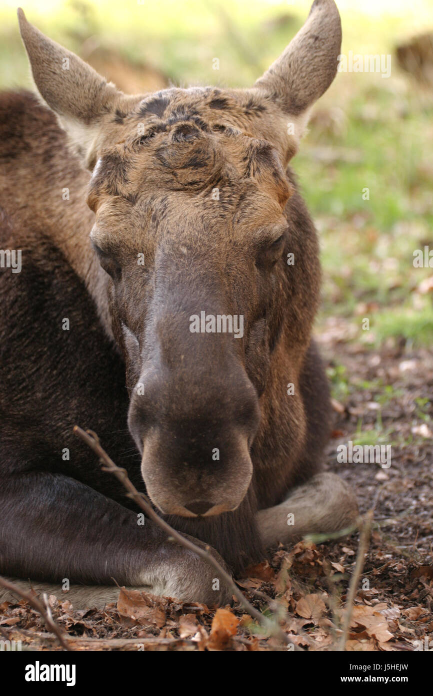 environment enviroment animal curious nosey nosy animals lone wolf ...