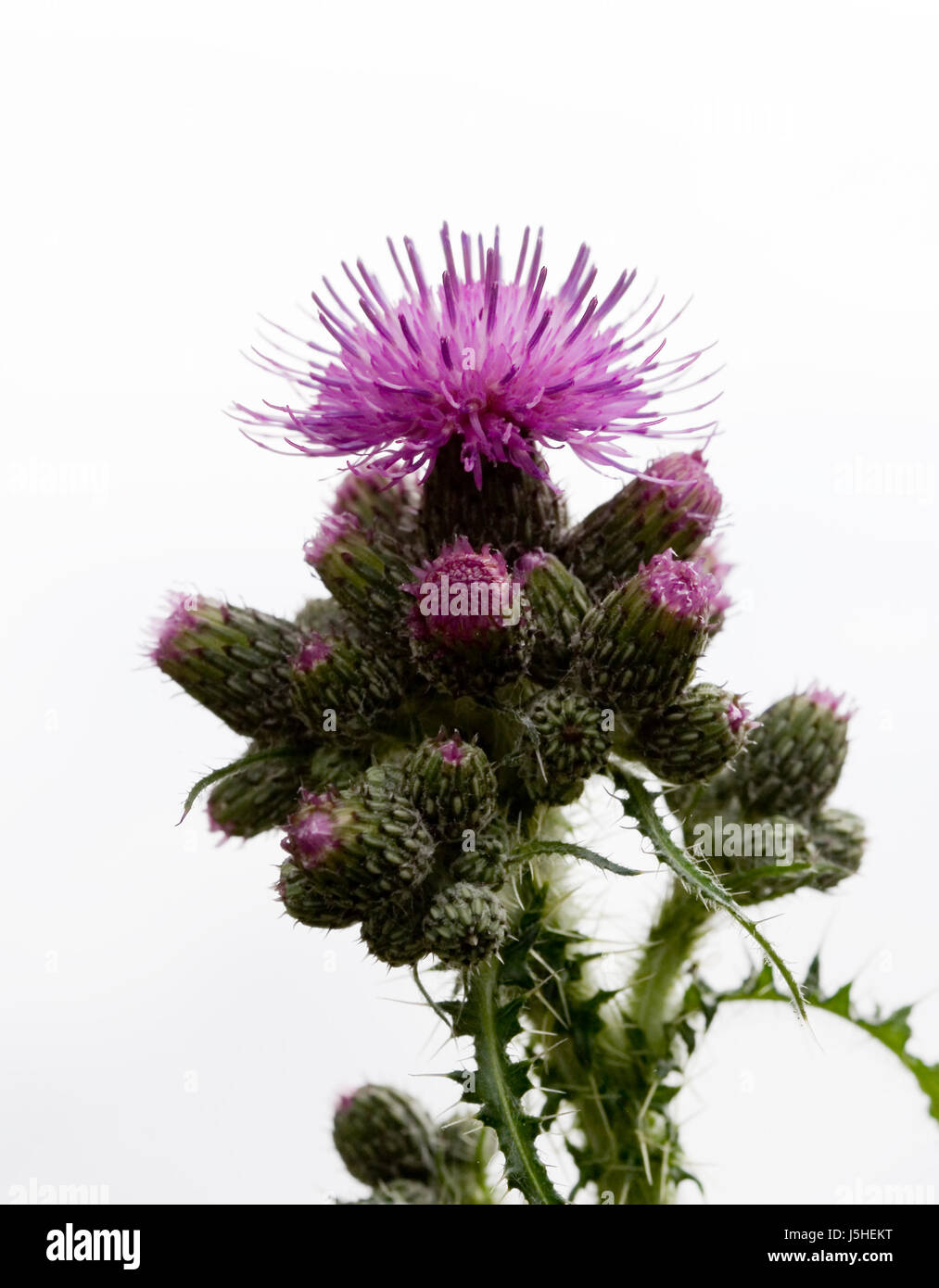 optional green blank european caucasian purple photography photo ...