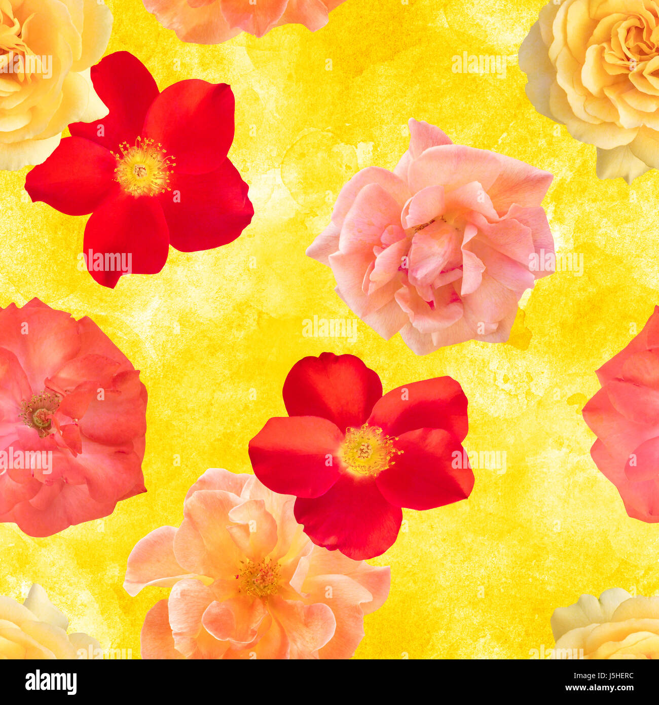A seamless pattern with photos of pink, red, and yellow rose flowers on ...