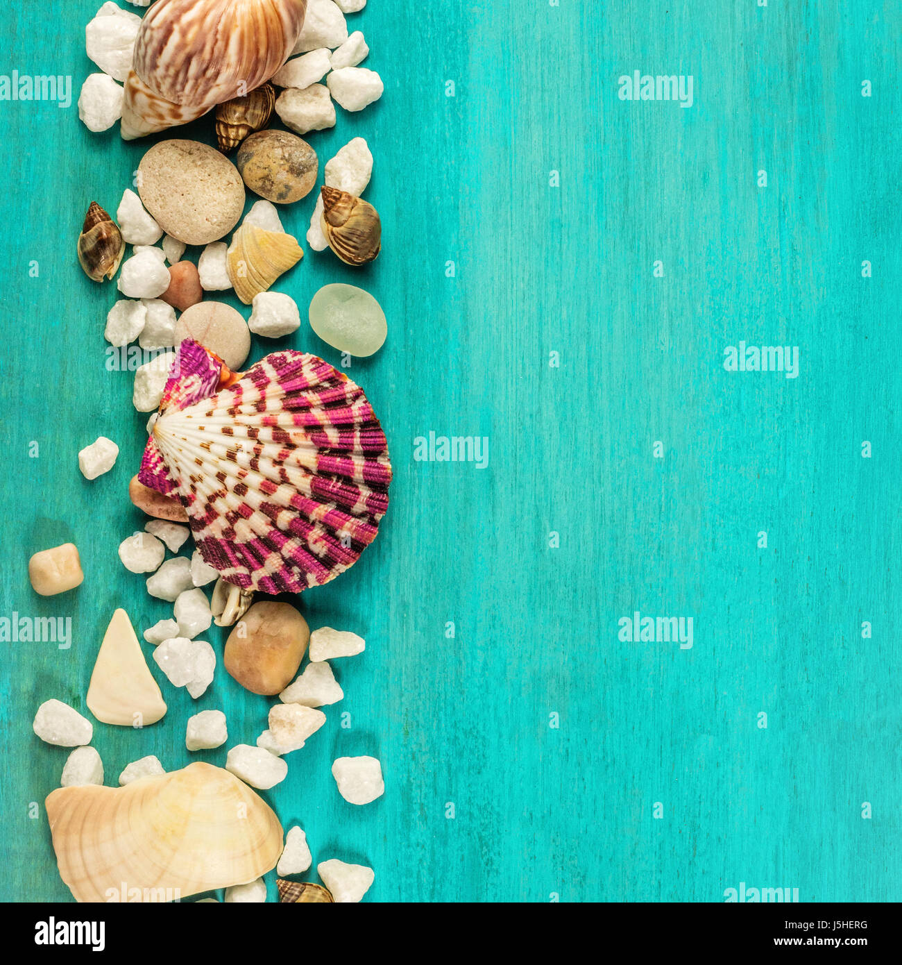 A square overhead photo of sea shells and pebbles on a vibrant ...