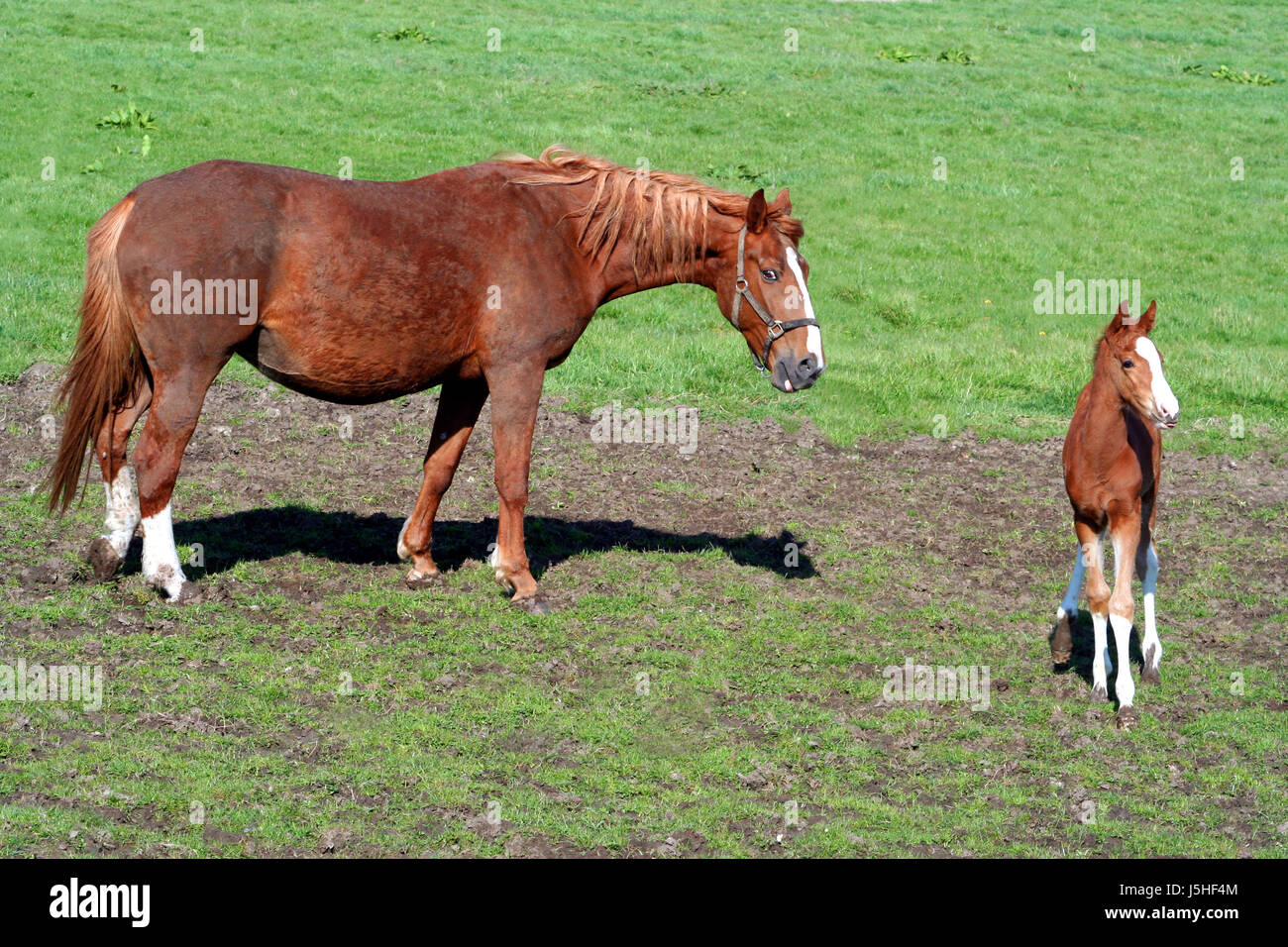 check horse eyes ears skin nearness horses offspring mare foal ...