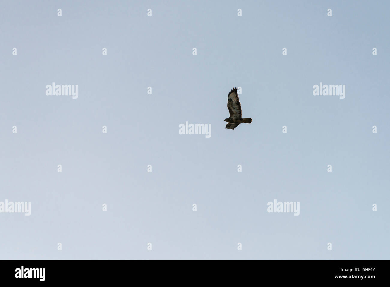 A common buzzard (Buteo buteo) in flight Stock Photo - Alamy
